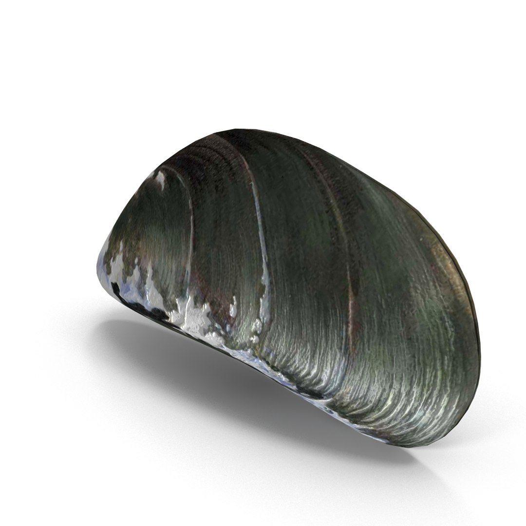 Mussel Pbr 3D Model - TurboSquid 1233330