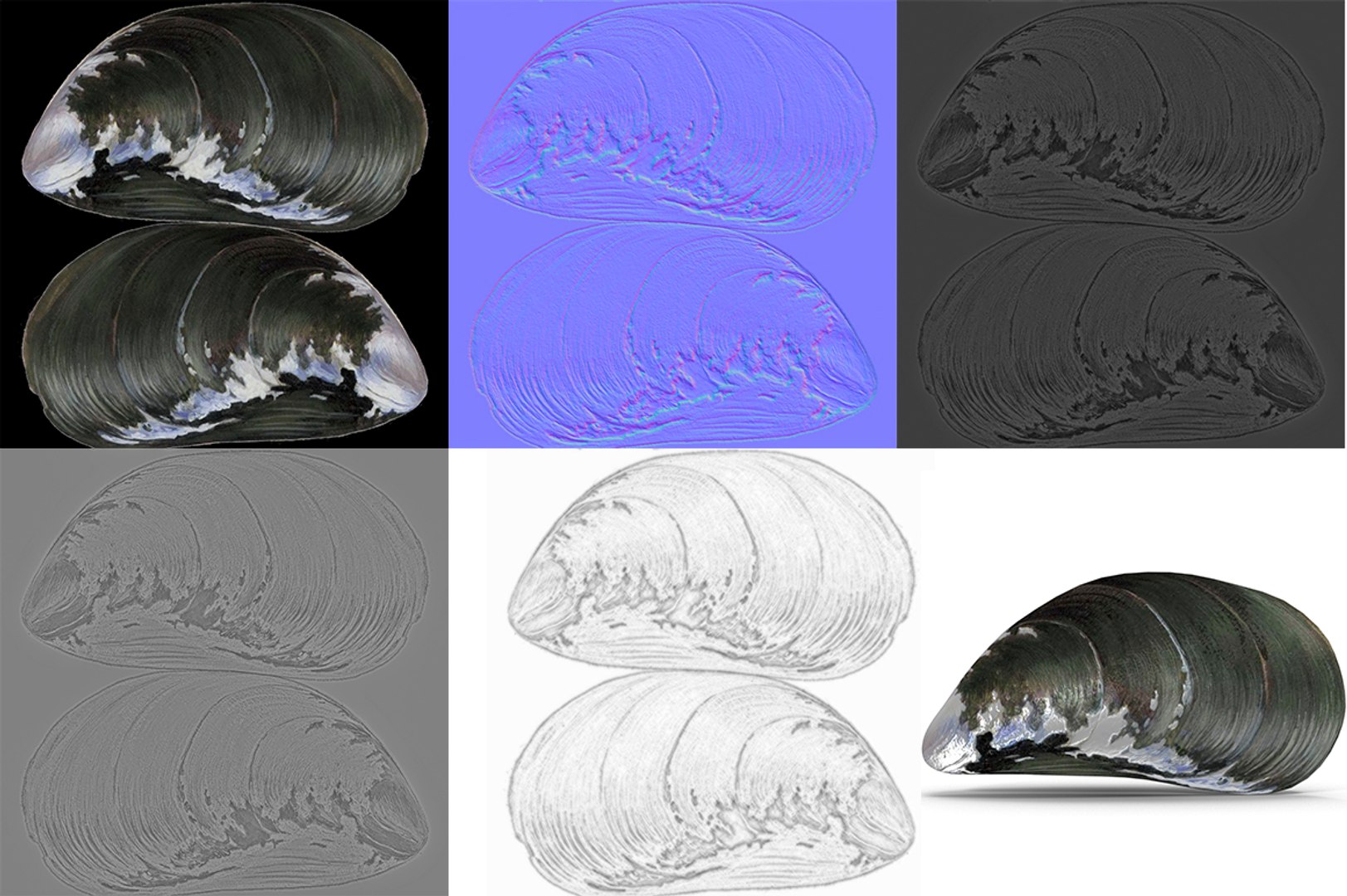 Mussel Pbr 3D Model - TurboSquid 1233330
