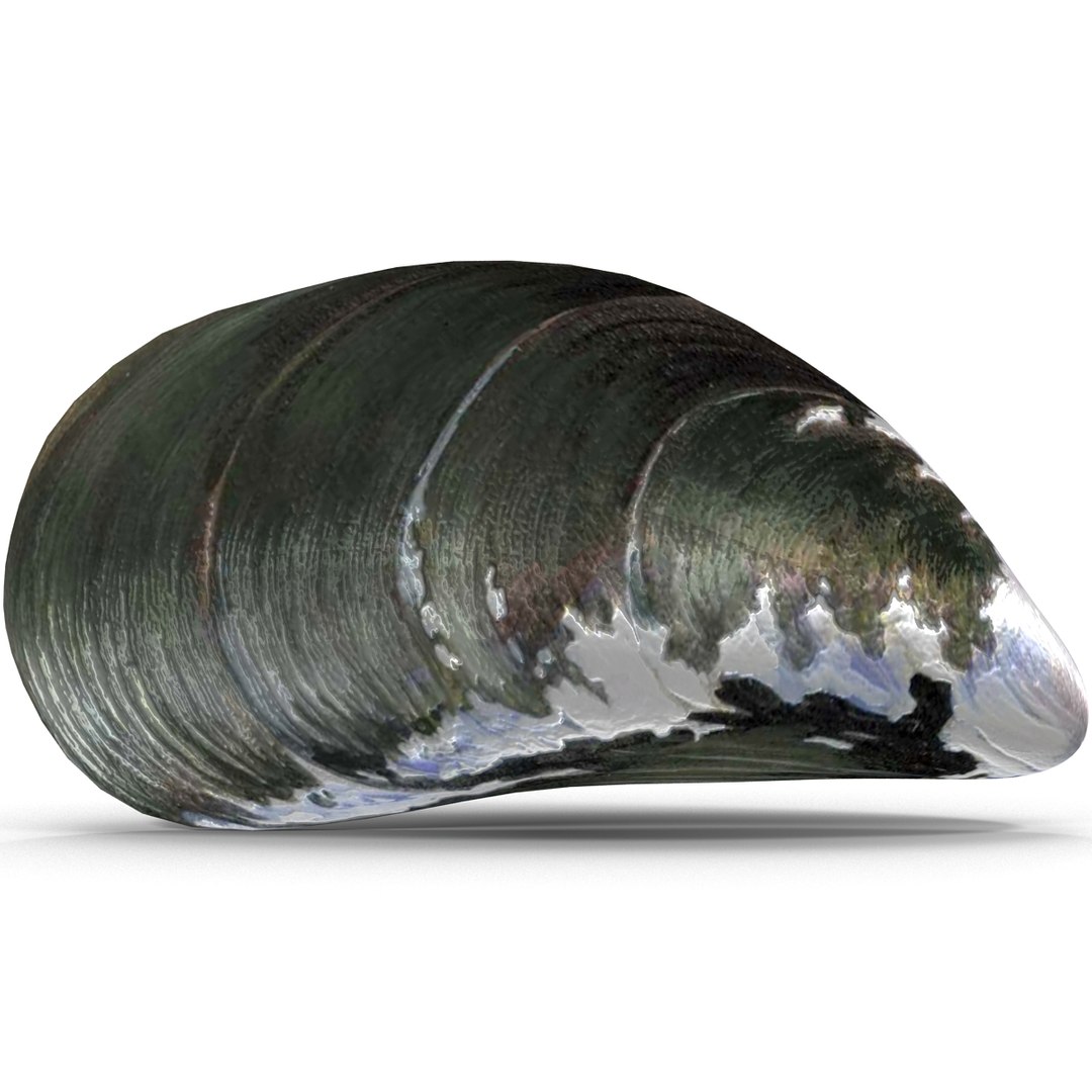 Mussel Pbr 3D Model - TurboSquid 1233330