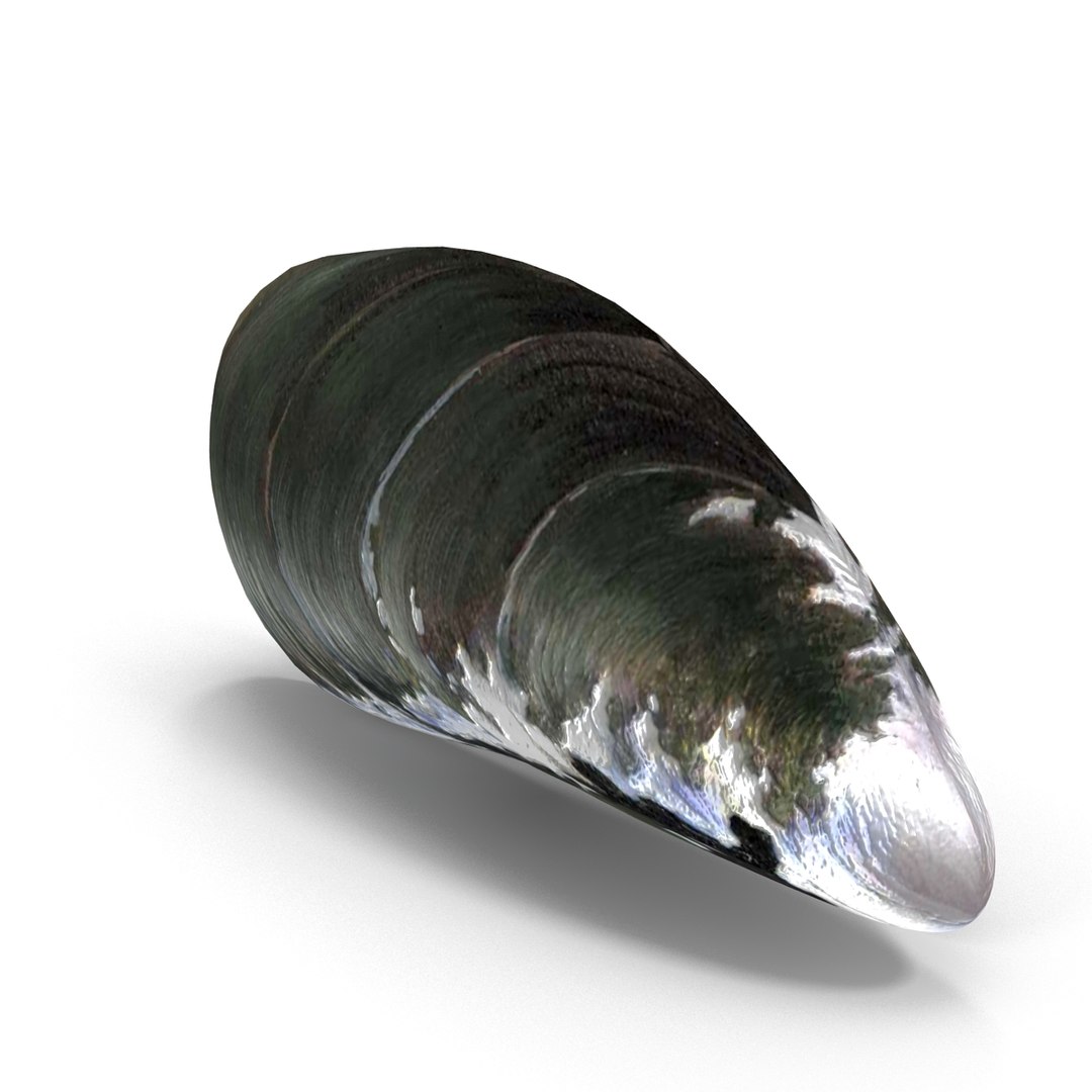 Mussel Pbr 3D Model - TurboSquid 1233330