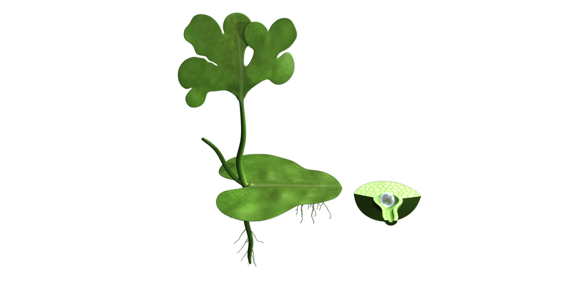 Maya Antheridia Male