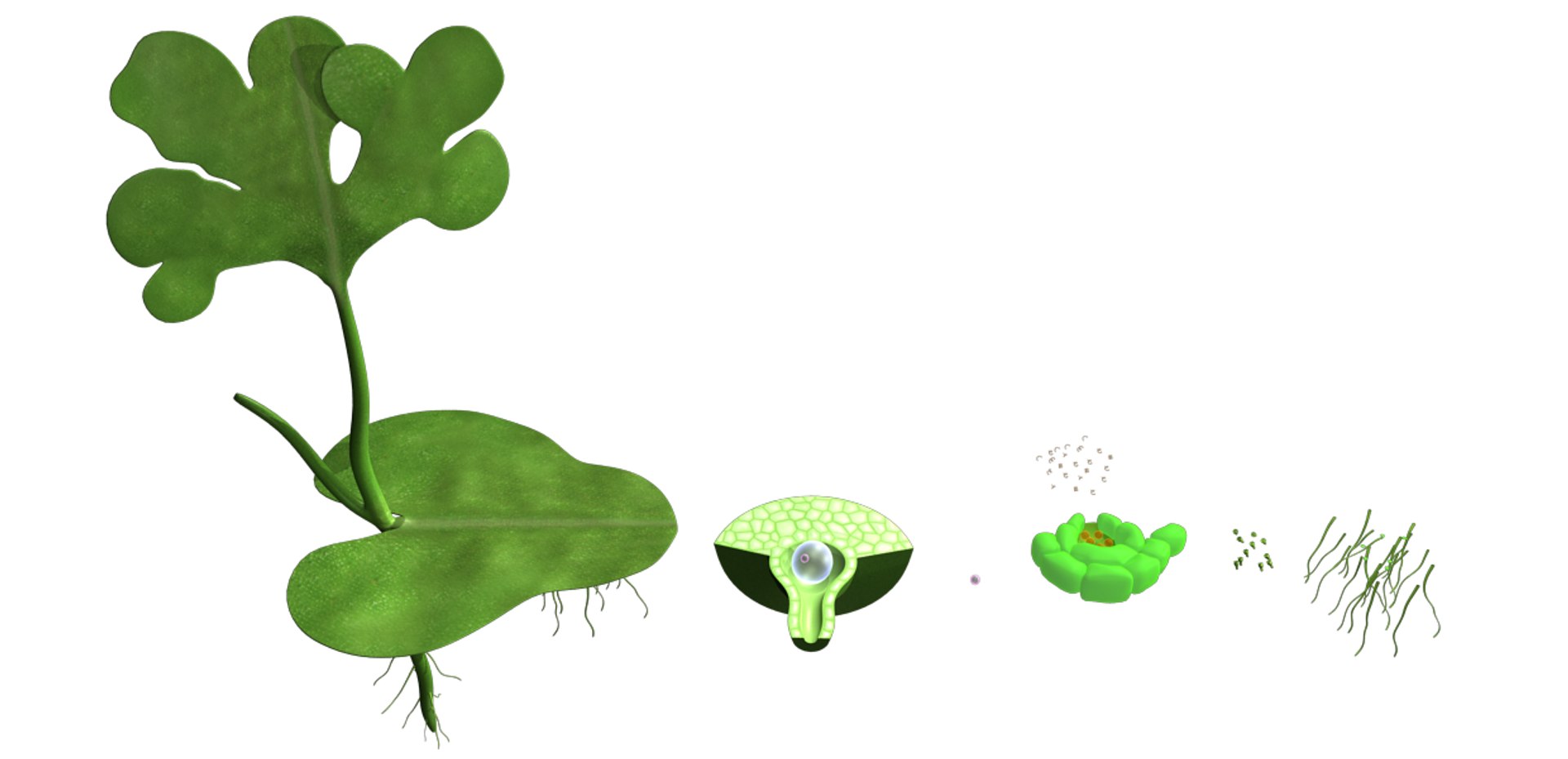 Maya Antheridia Male