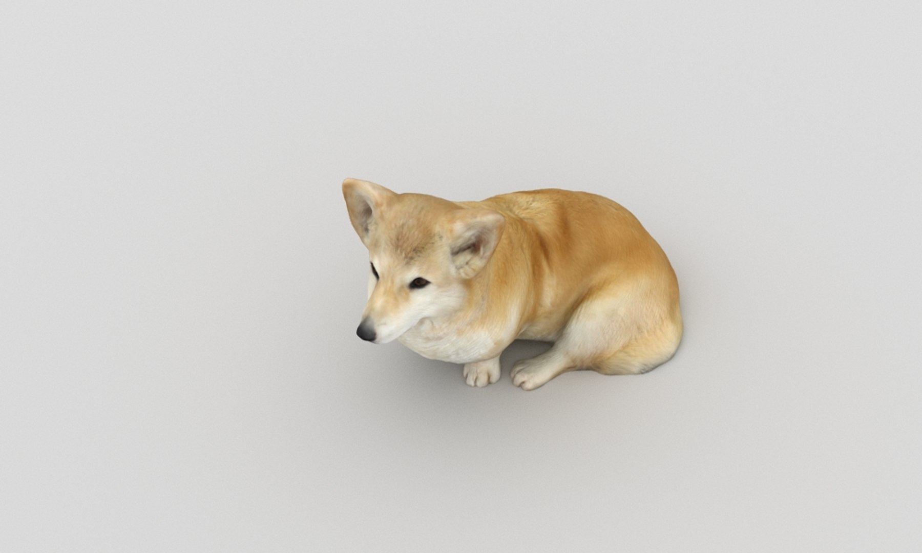 Scanned Corgi 3D Model - TurboSquid 1512157