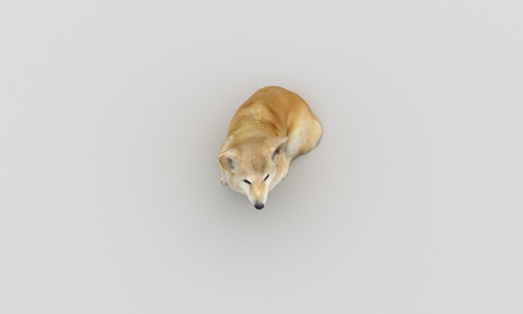 Scanned Corgi 3D Model - TurboSquid 1512157