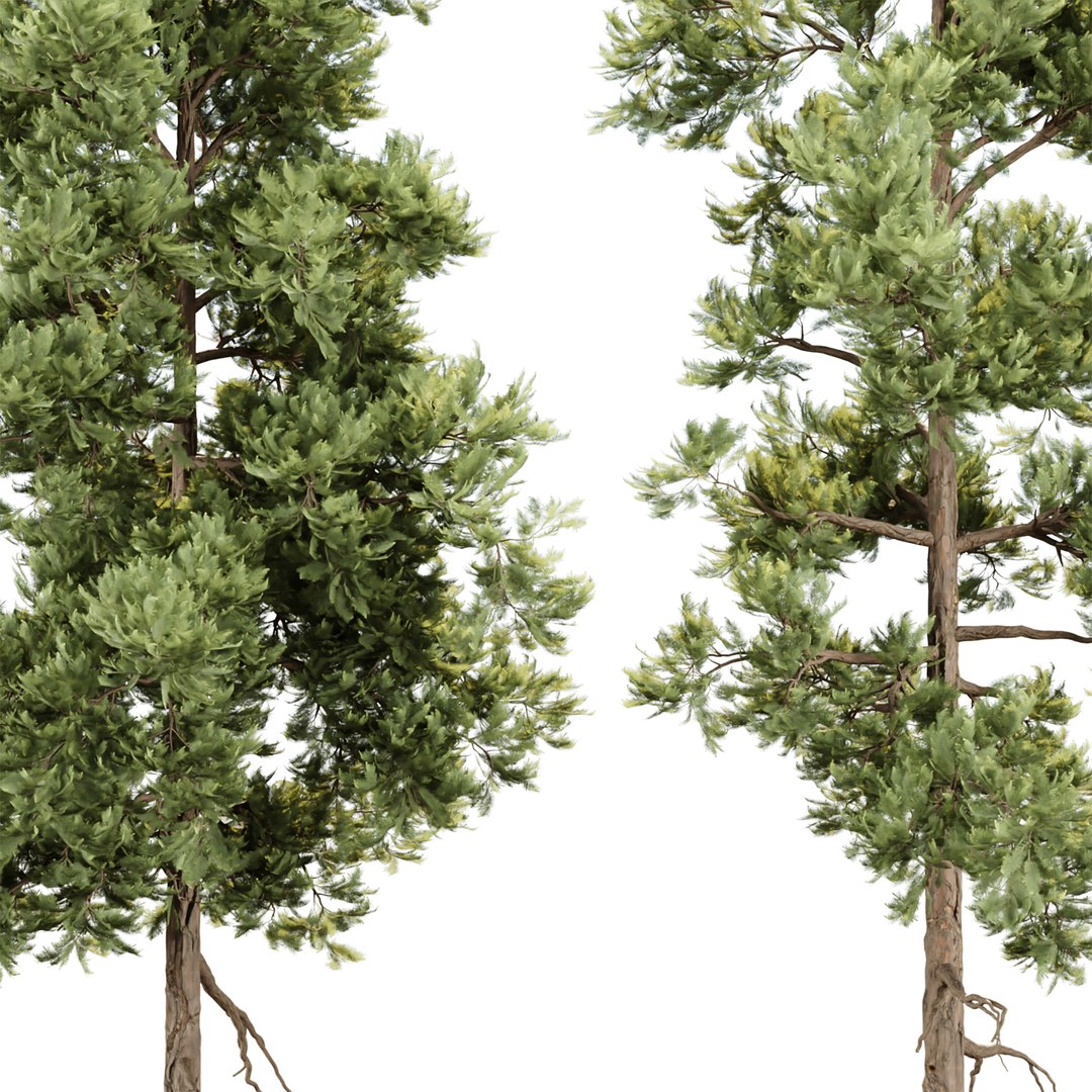 Conifer Trees Vol 362 Model - TurboSquid 2511811