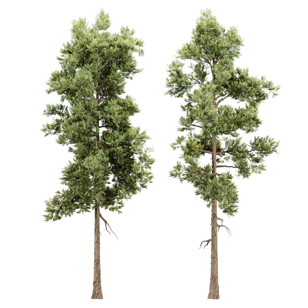 Modello 3D Conifere Vol 362 - TurboSquid 2511811