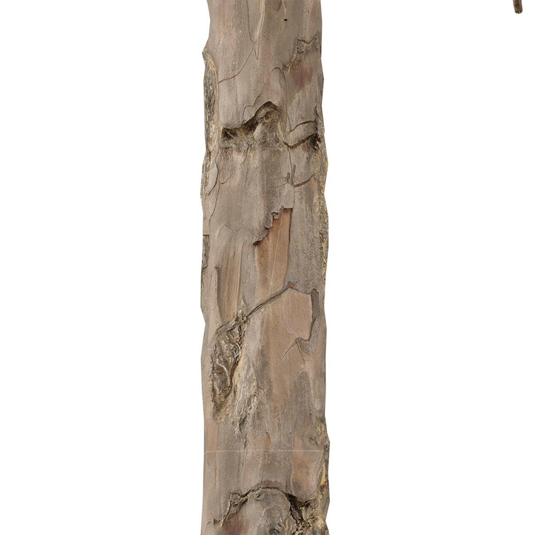 Conifer Trees Vol 362 Model - TurboSquid 2511811