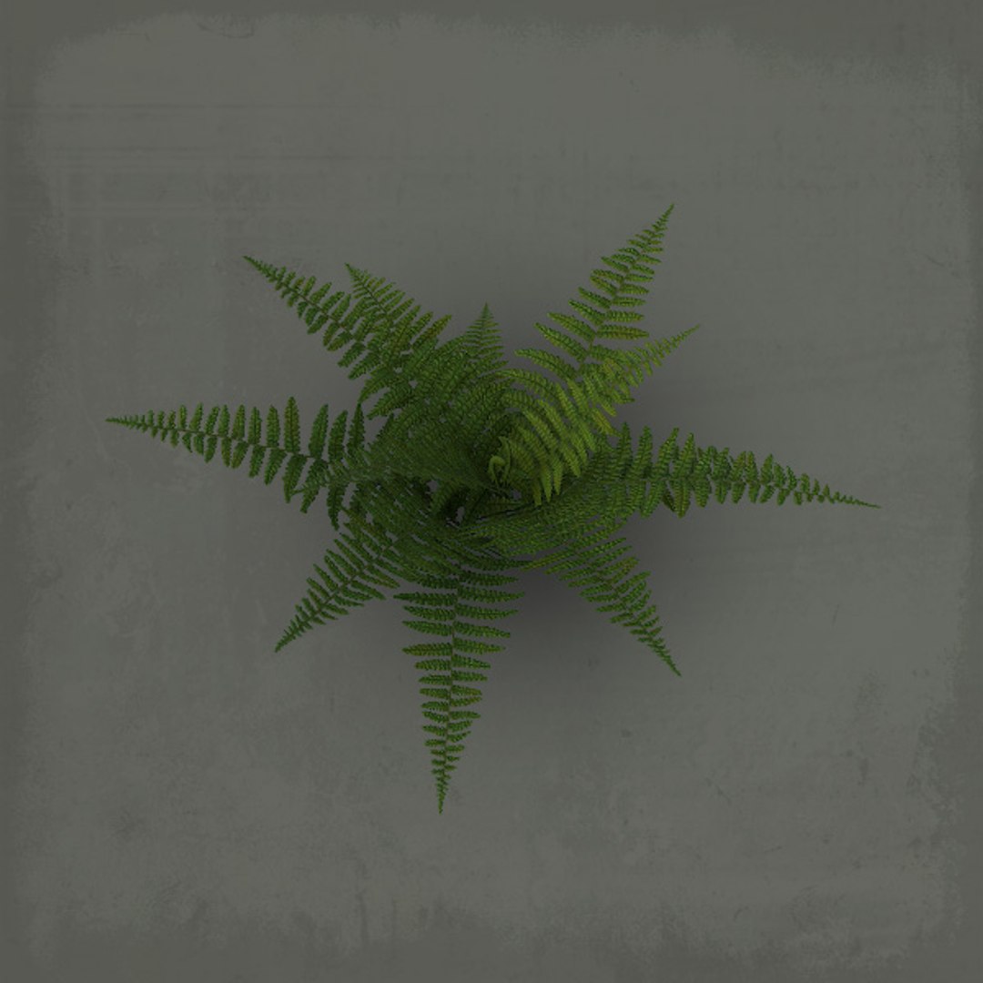 3d fern model