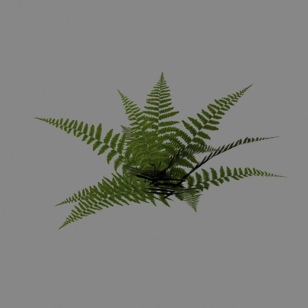 3d fern model