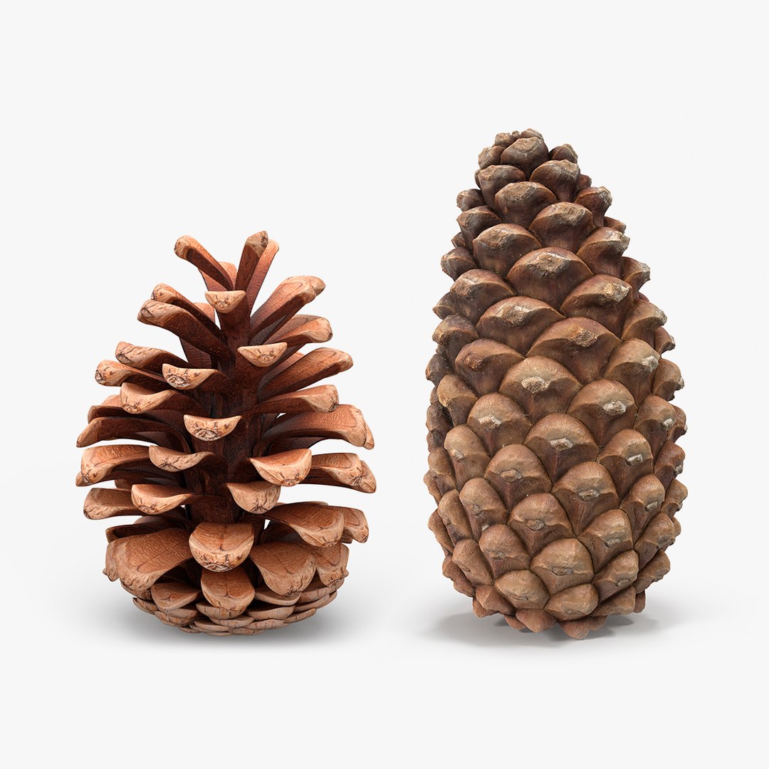 Pine Cones Collection 3D model - TurboSquid 2006361