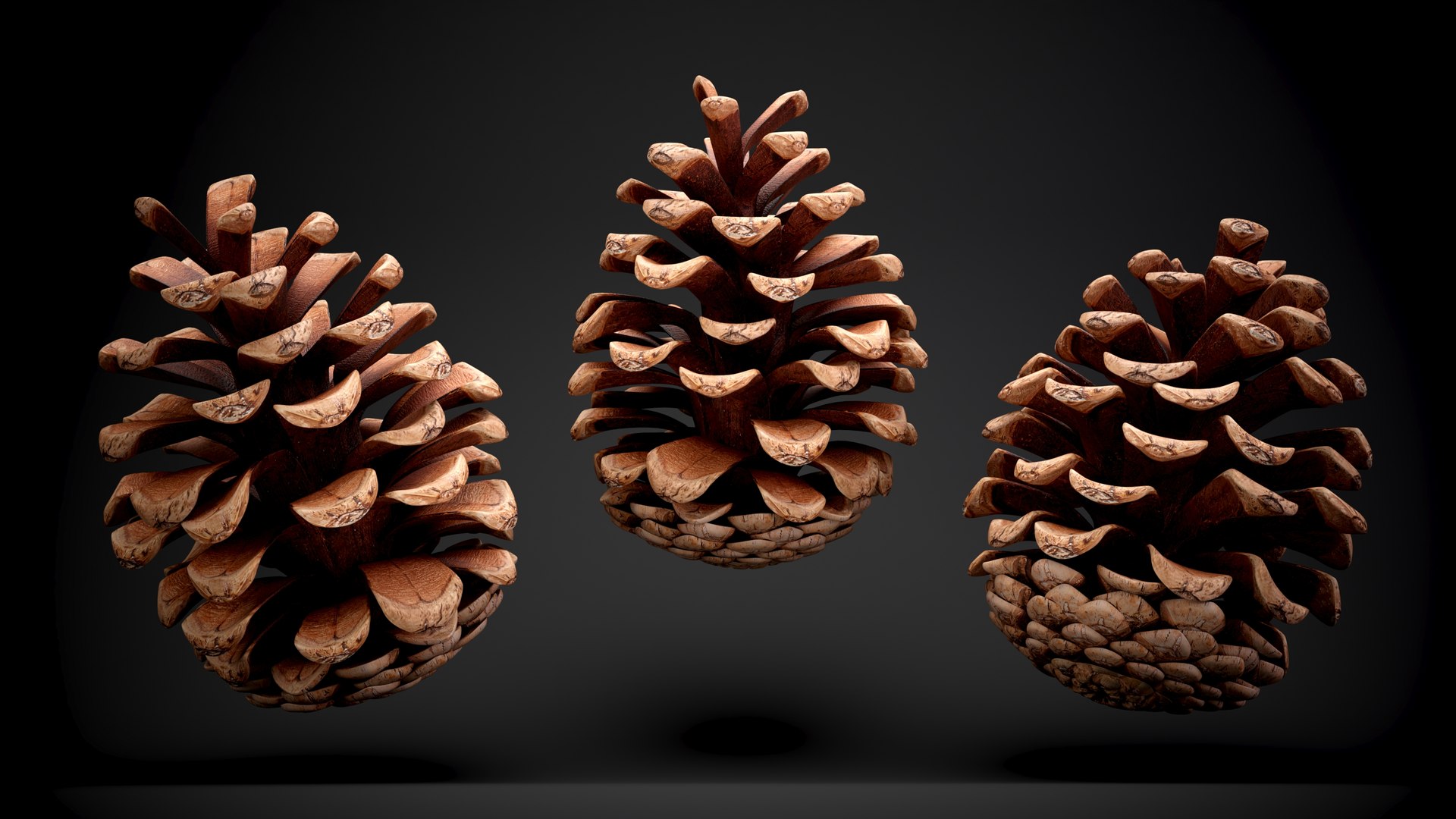 Pine Cones Collection 3D Model - TurboSquid 2006361