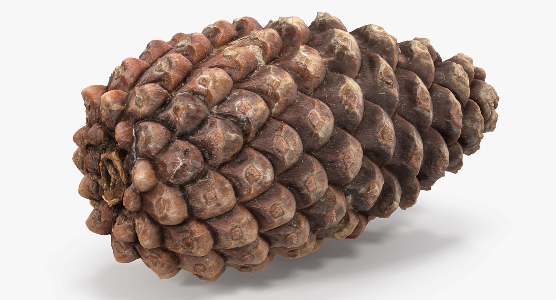 Pine Cones Collection 3D model - TurboSquid 2006361