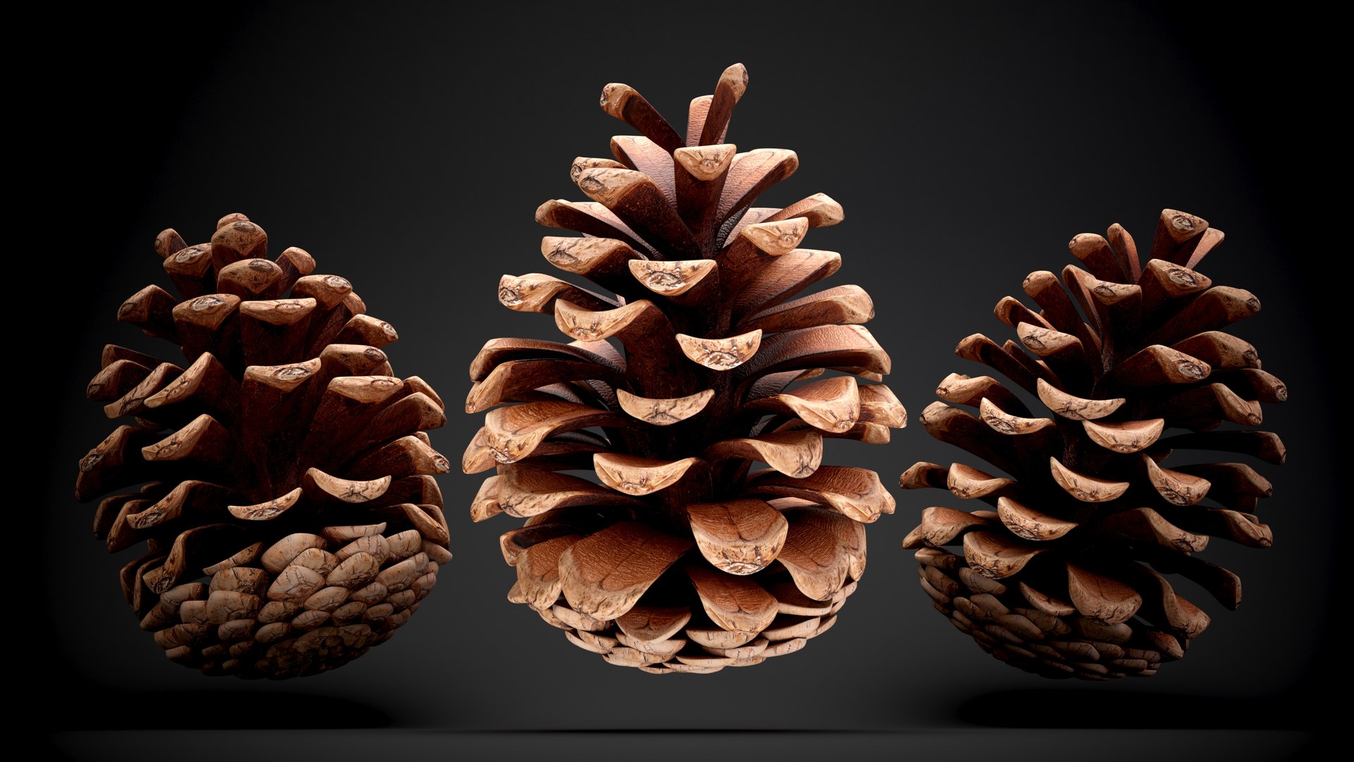 Pine Cones Collection 3D Model - TurboSquid 2006361