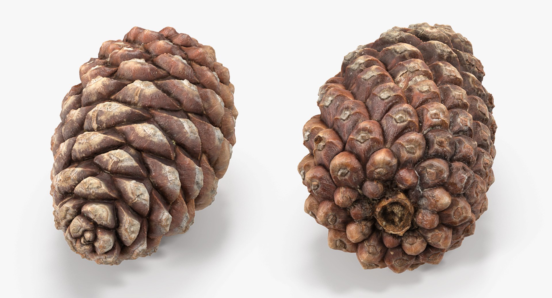 Pine Cones Collection 3D model - TurboSquid 2006361
