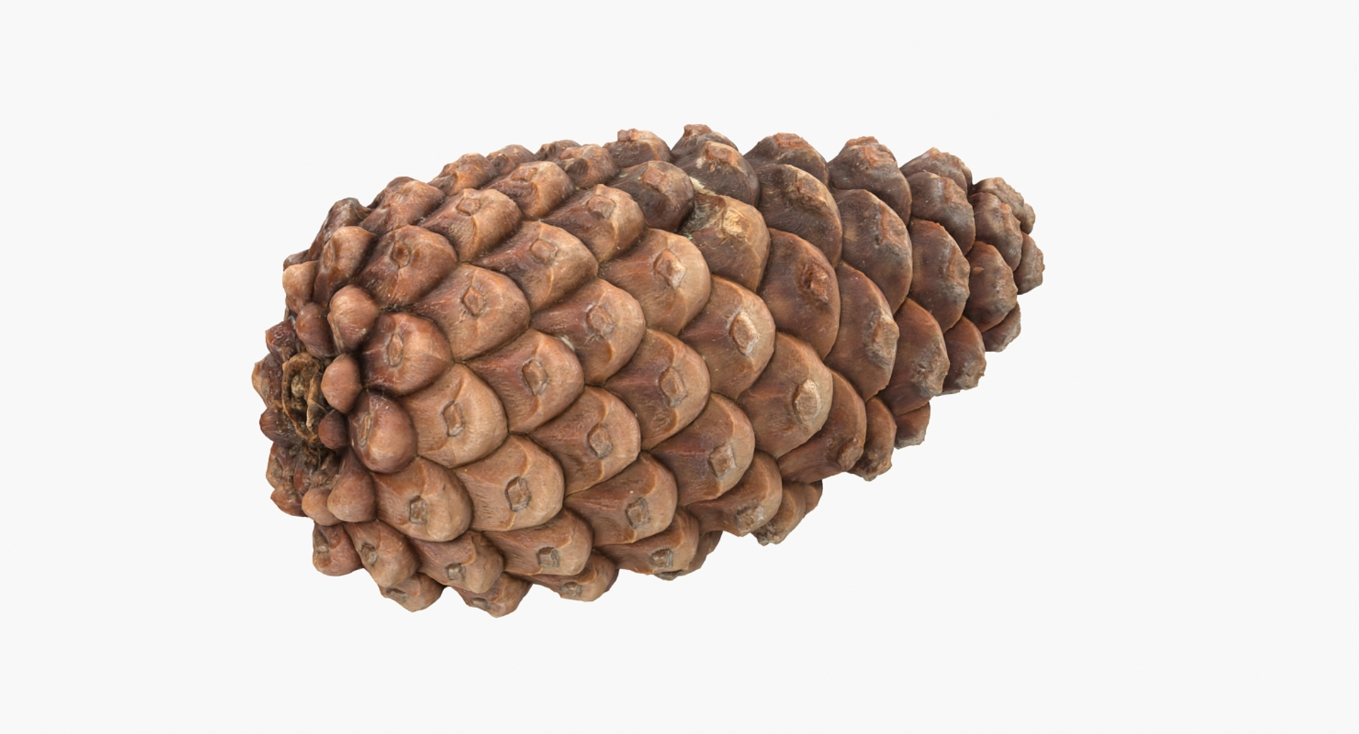 Pine Cones Collection 3D Model - TurboSquid 2006361