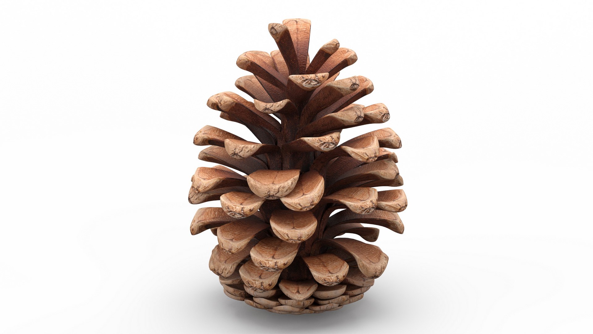 Pine Cones Collection 3D model - TurboSquid 2006361