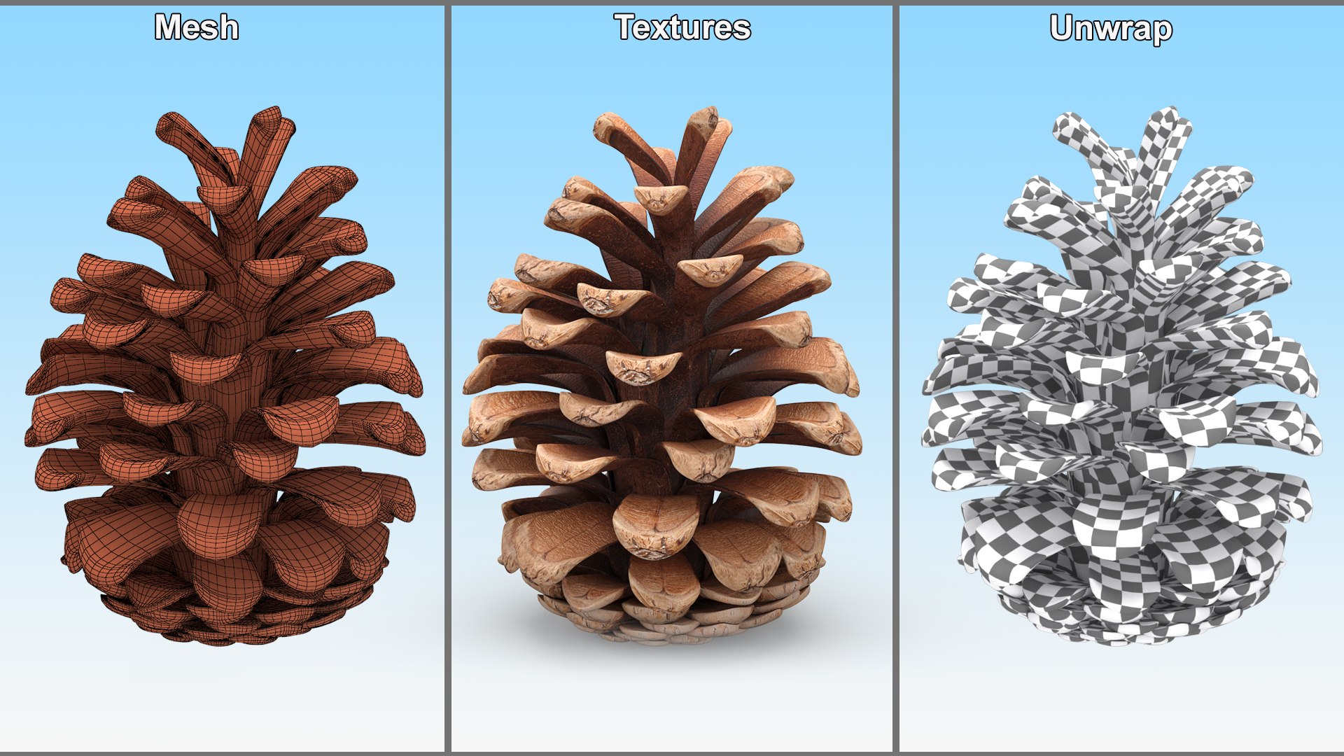 Pine Cones Collection 3D Model - TurboSquid 2006361