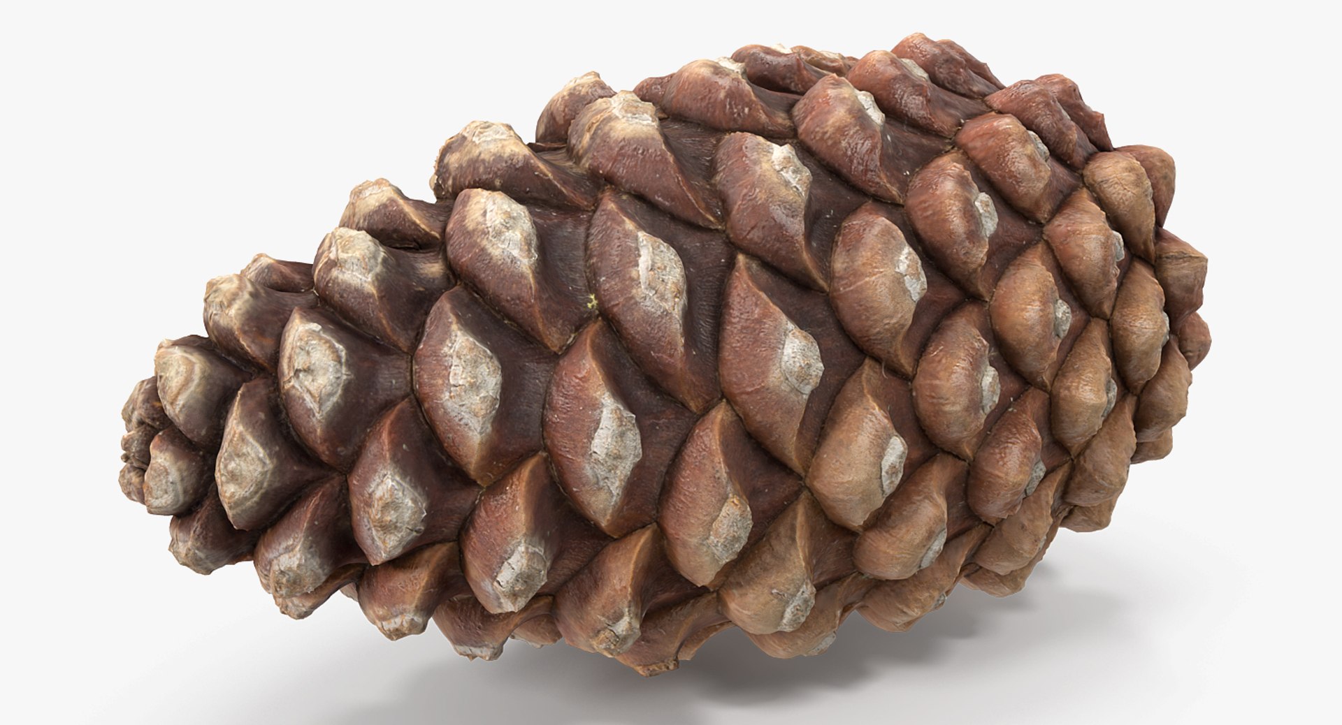 Pine Cones Collection 3D model - TurboSquid 2006361