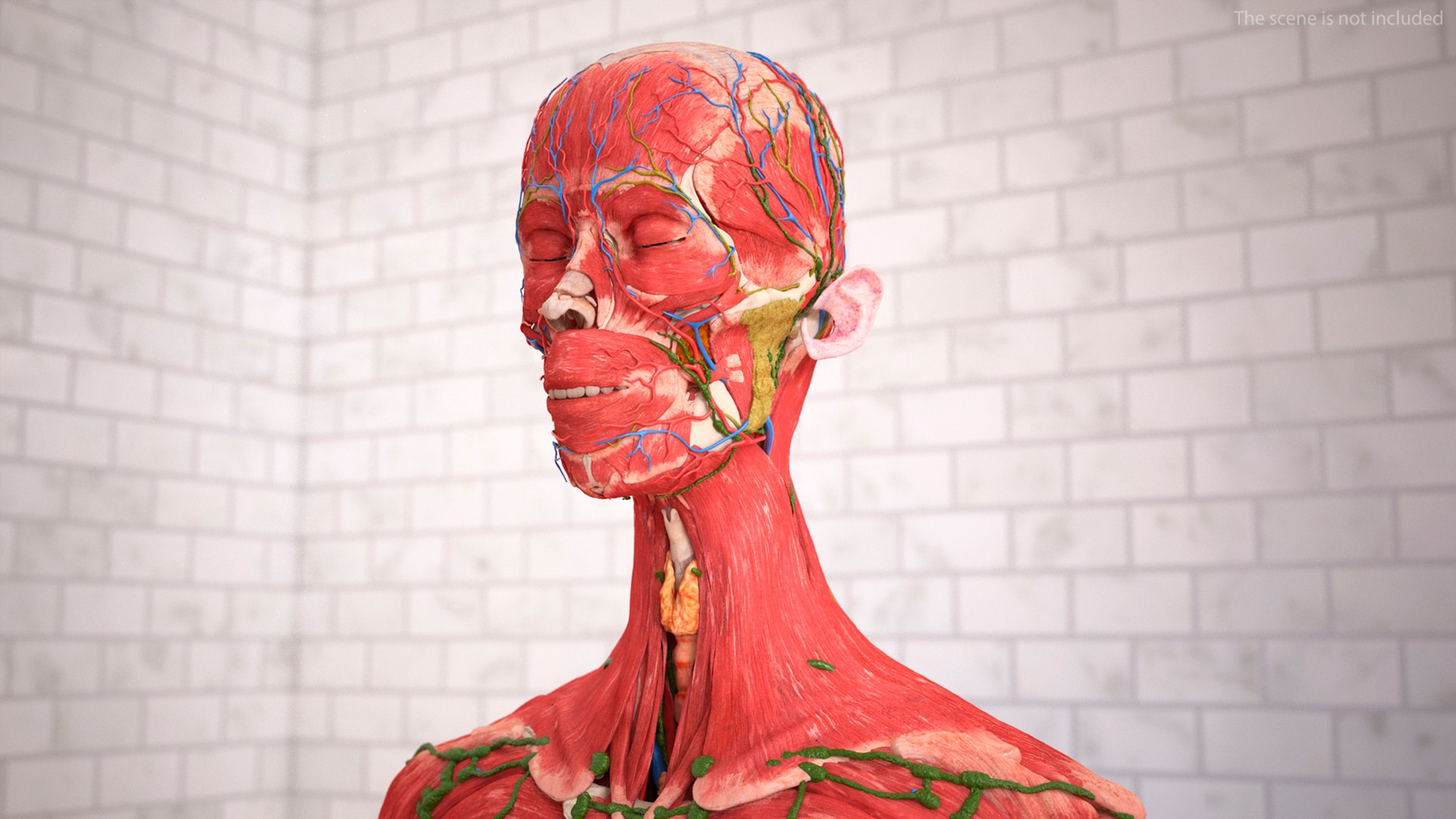 Skin And Complete Anatomy Of The Afro Female Head 3D Model - TurboSquid ...