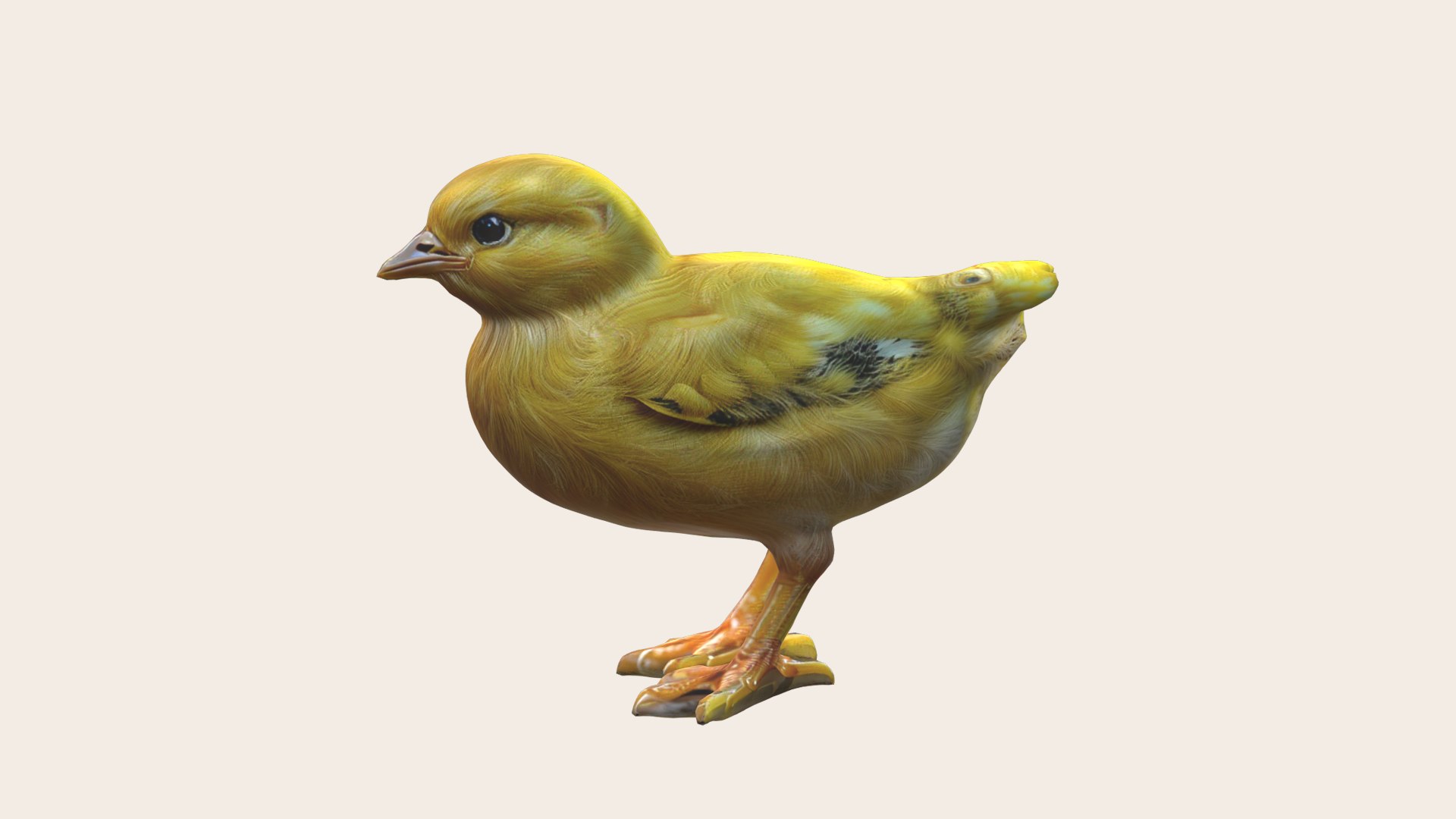 Little Yellow Chick Model - TurboSquid 2198862