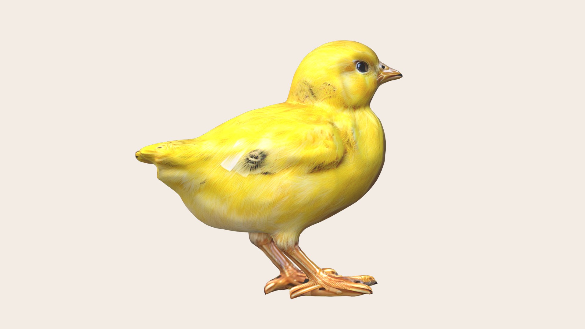 Little Yellow Chick Model - TurboSquid 2198862