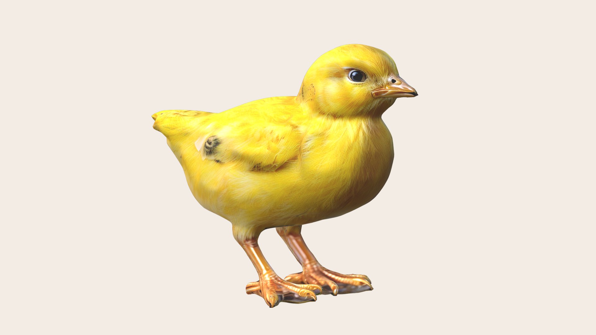 Little Yellow Chick Model - TurboSquid 2198862