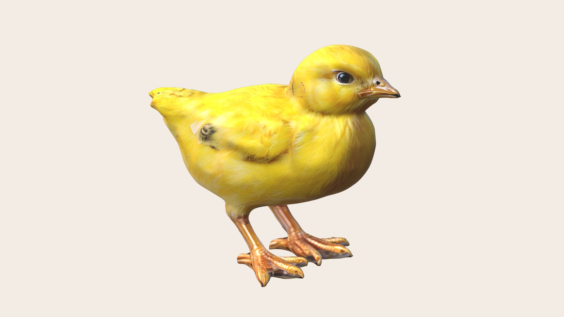 Little Yellow Chick Model - TurboSquid 2198862