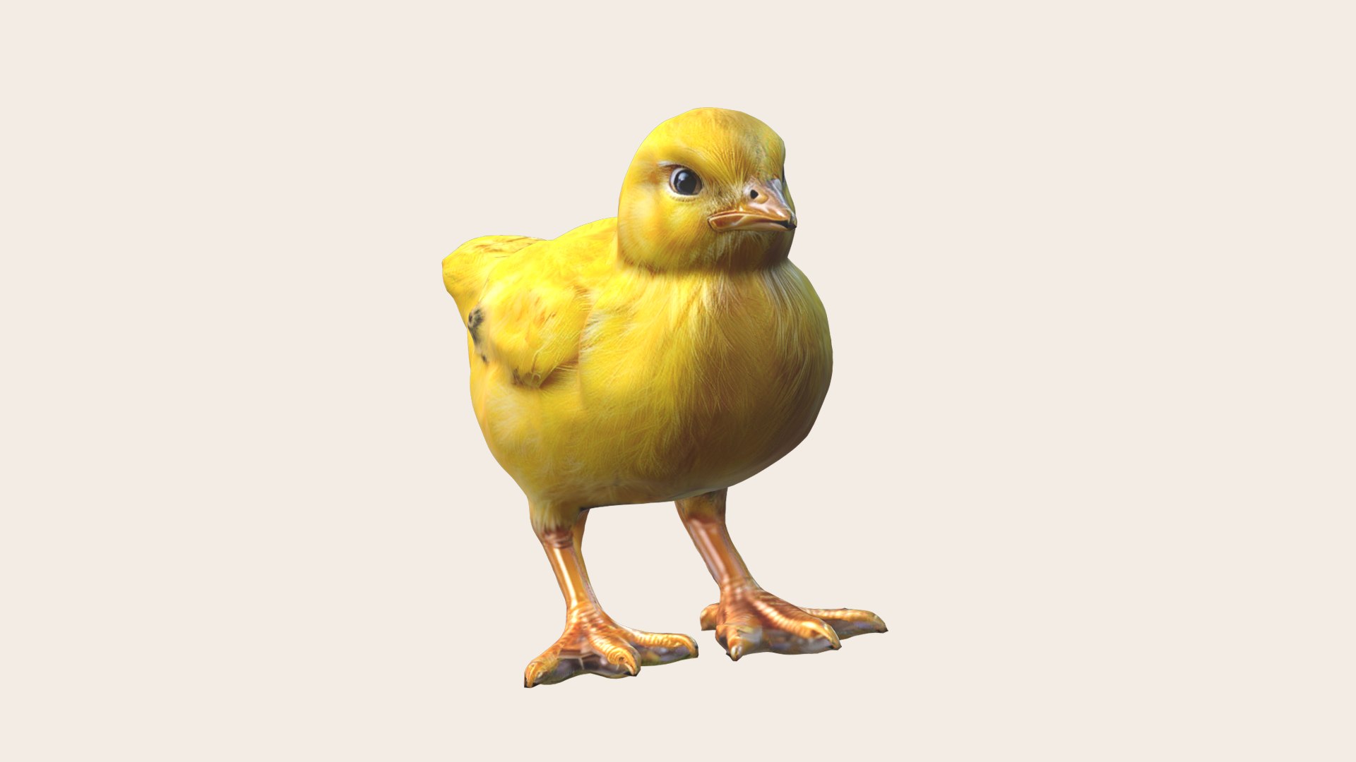 Little Yellow Chick Model - TurboSquid 2198862