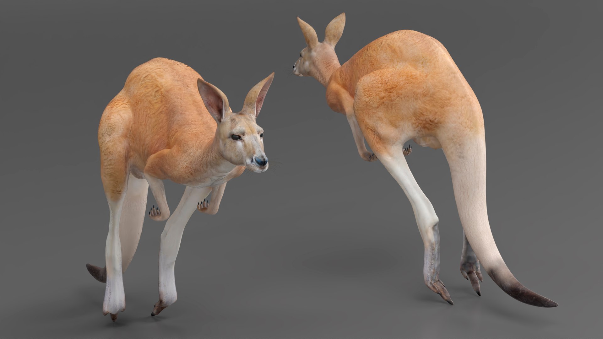 3D Kangaroo In Motion - TurboSquid 2228875