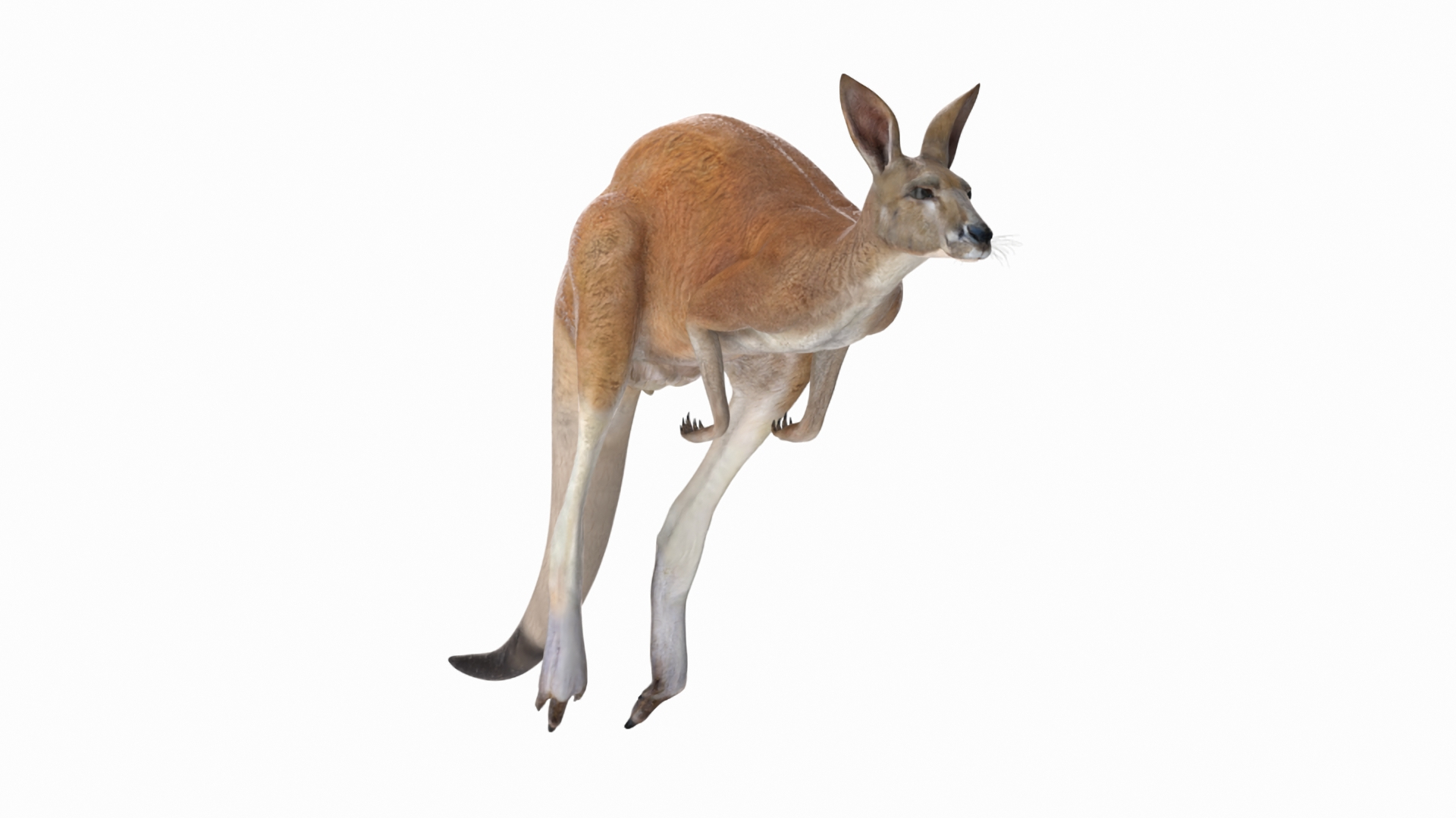 3D Kangaroo In Motion - TurboSquid 2228875
