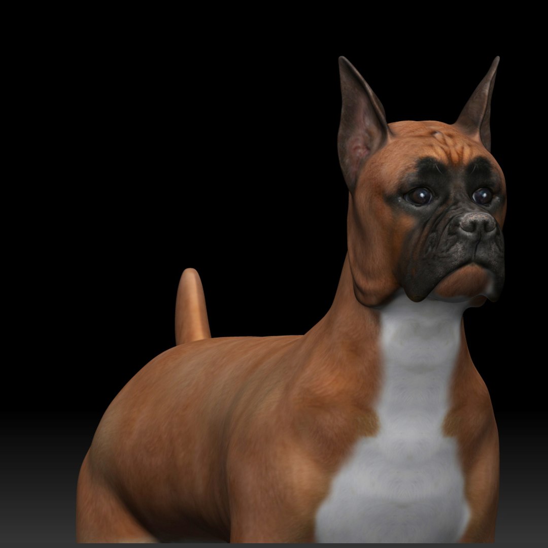 Fully Rigged Low Poly Boxer 3D Model - TurboSquid 1738592