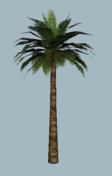 palm tree 3d obj
