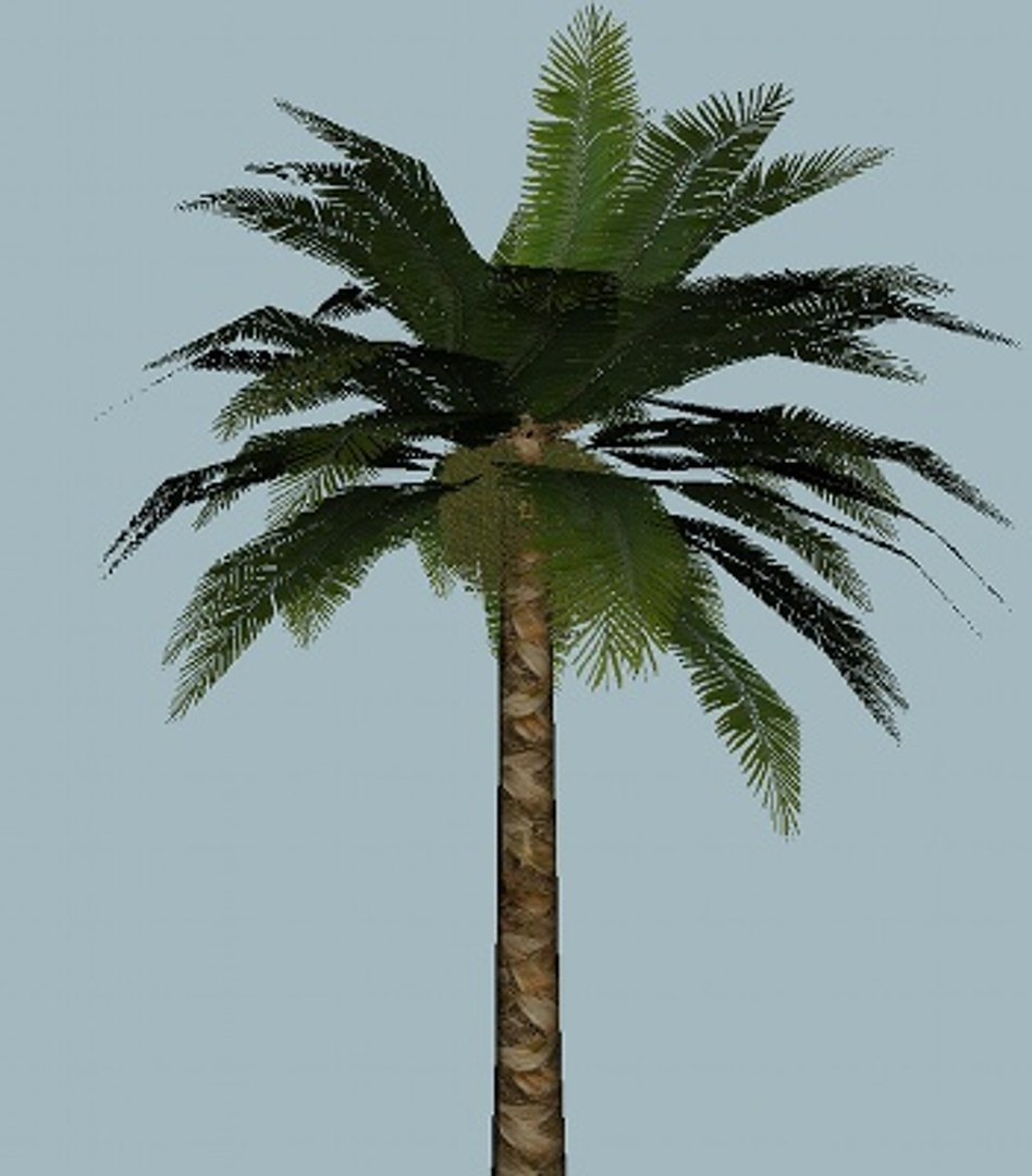 Palm Tree 3d Obj