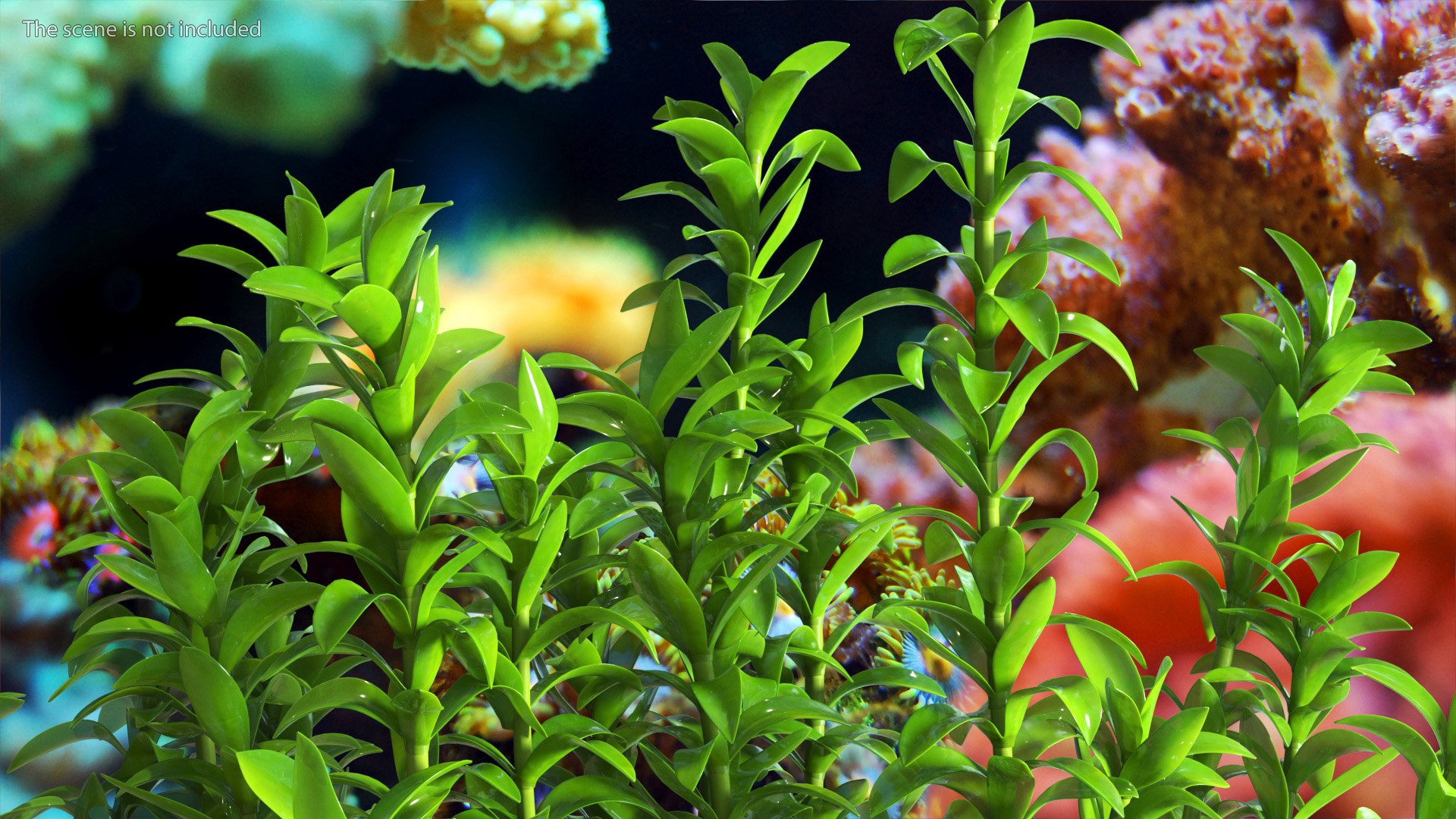 3D Aquarium Plant Elodea Young model - TurboSquid 2002483
