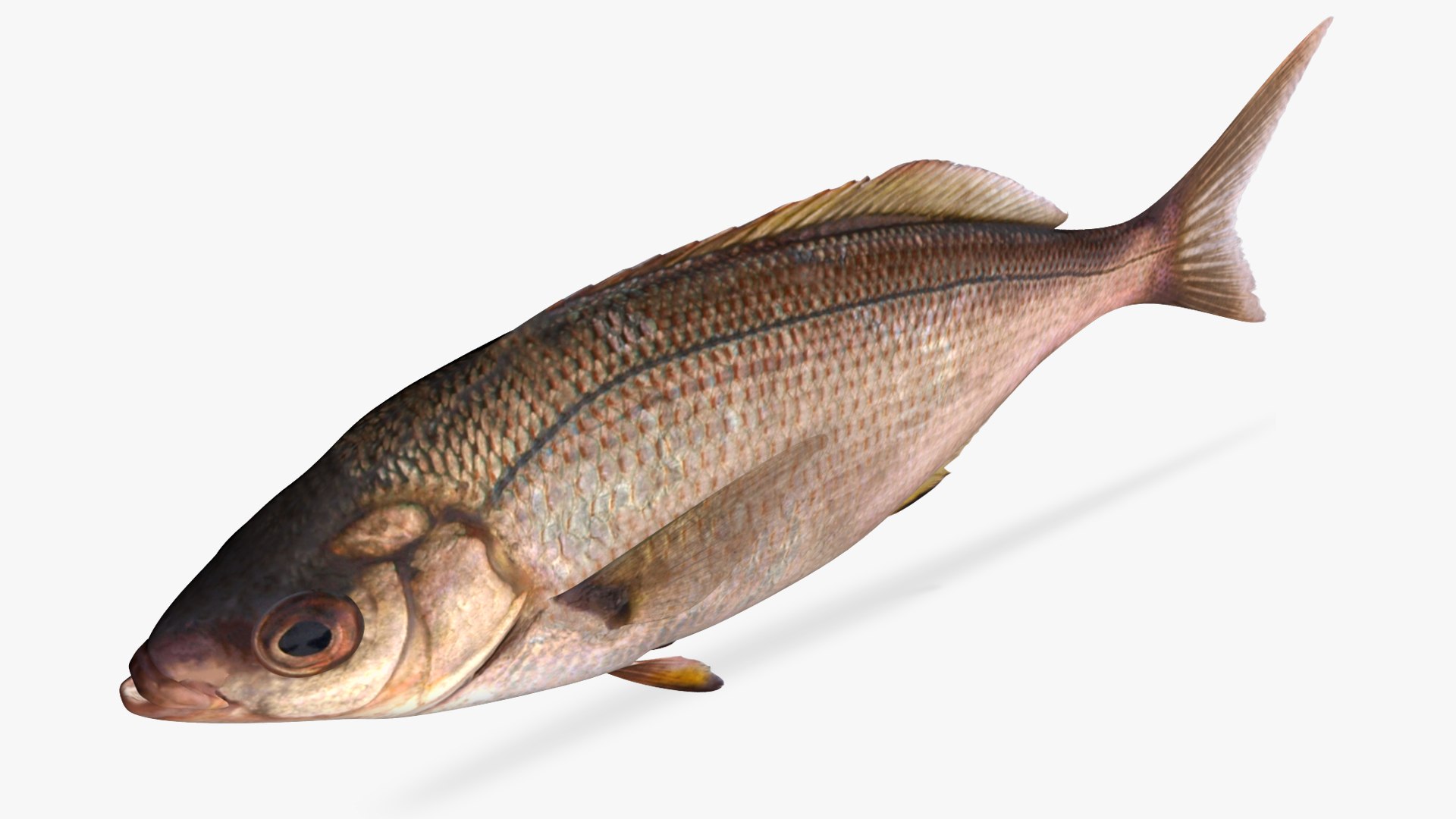 3D Sharpnose Perch Model - TurboSquid 1738378