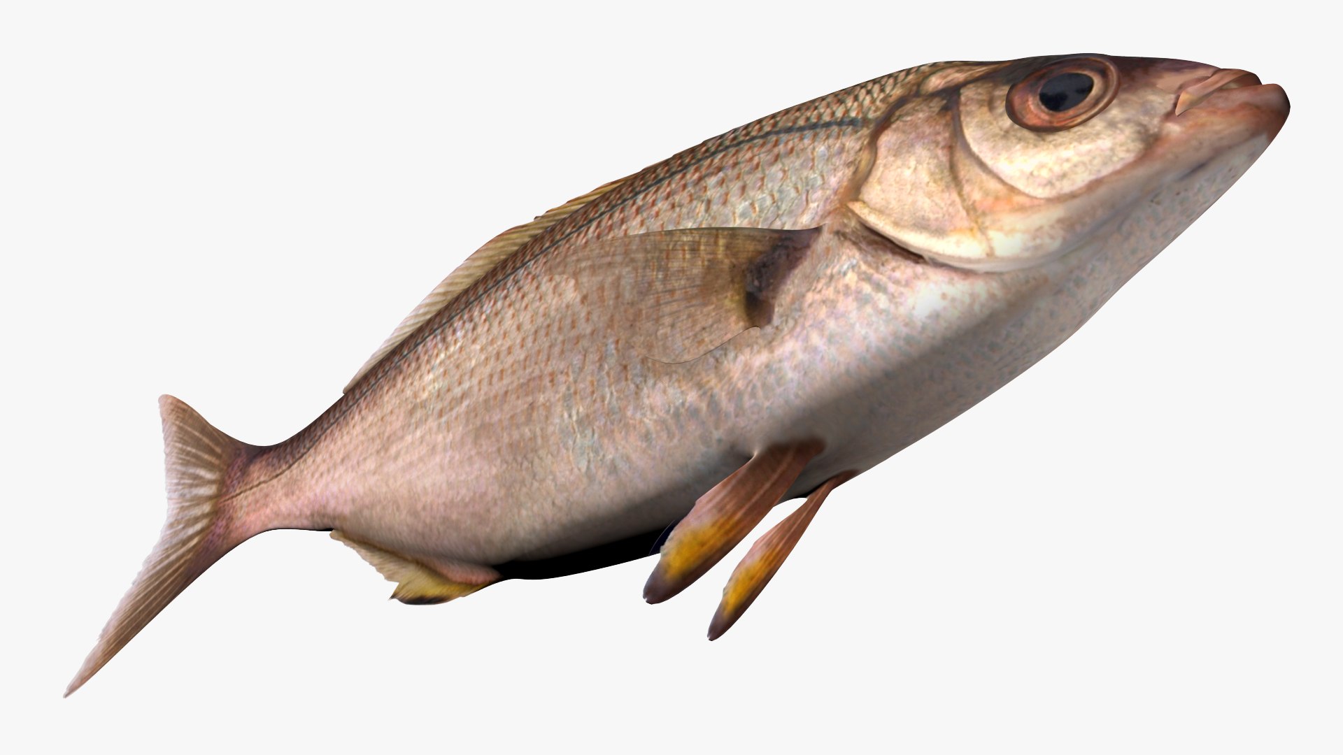 3D Sharpnose Perch Model - TurboSquid 1738378