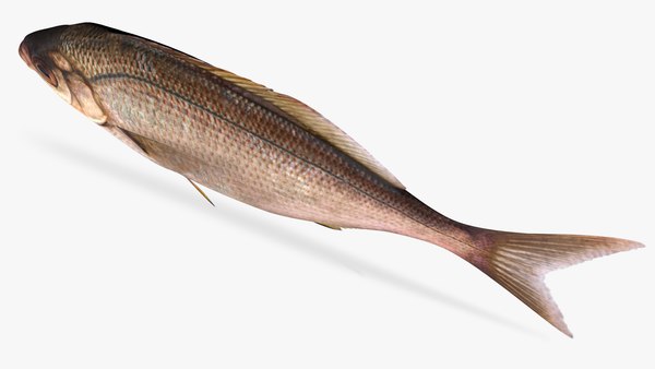 3D Sharpnose Perch model - TurboSquid 1738378