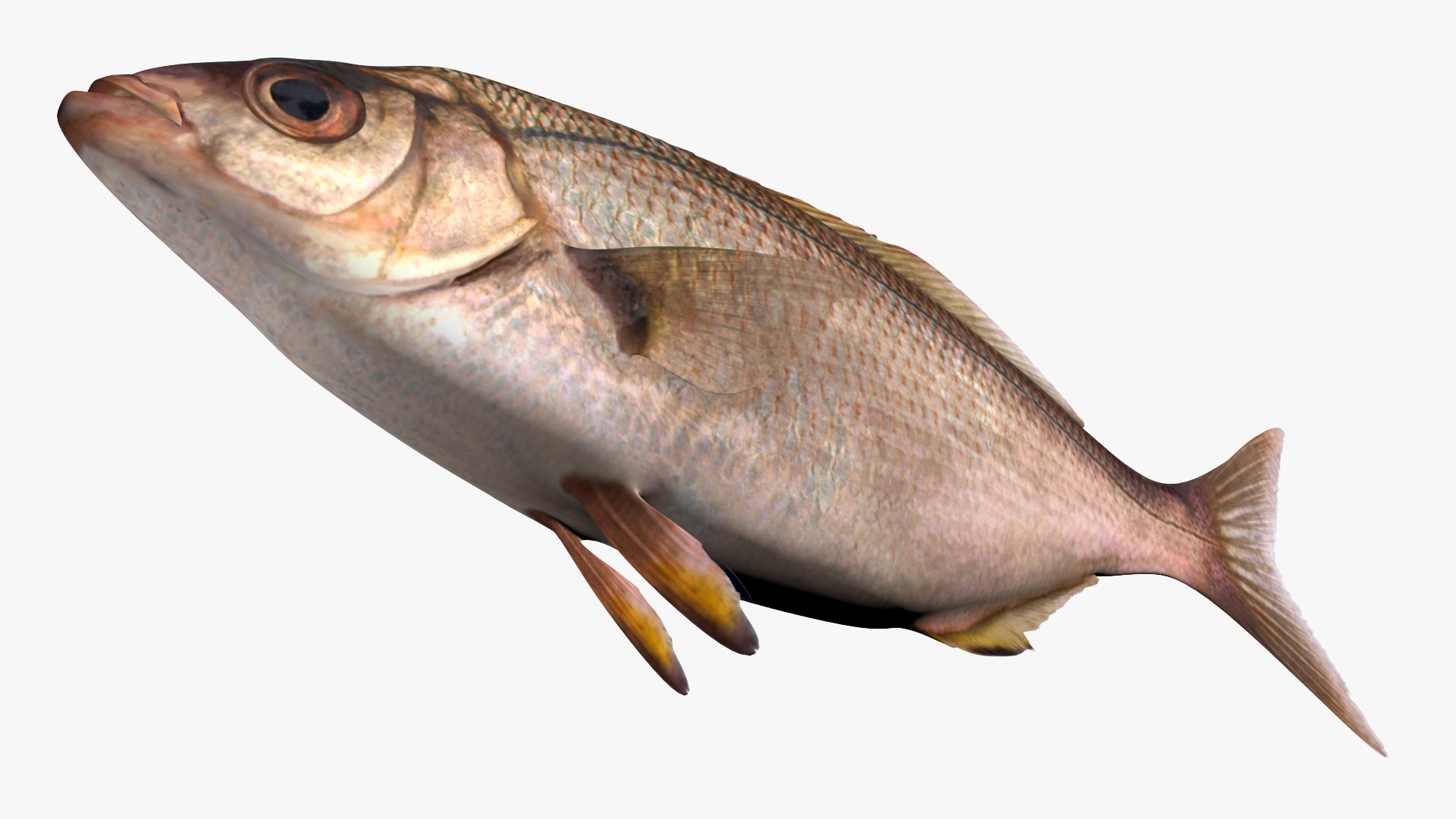 3D Sharpnose Perch Model - TurboSquid 1738378