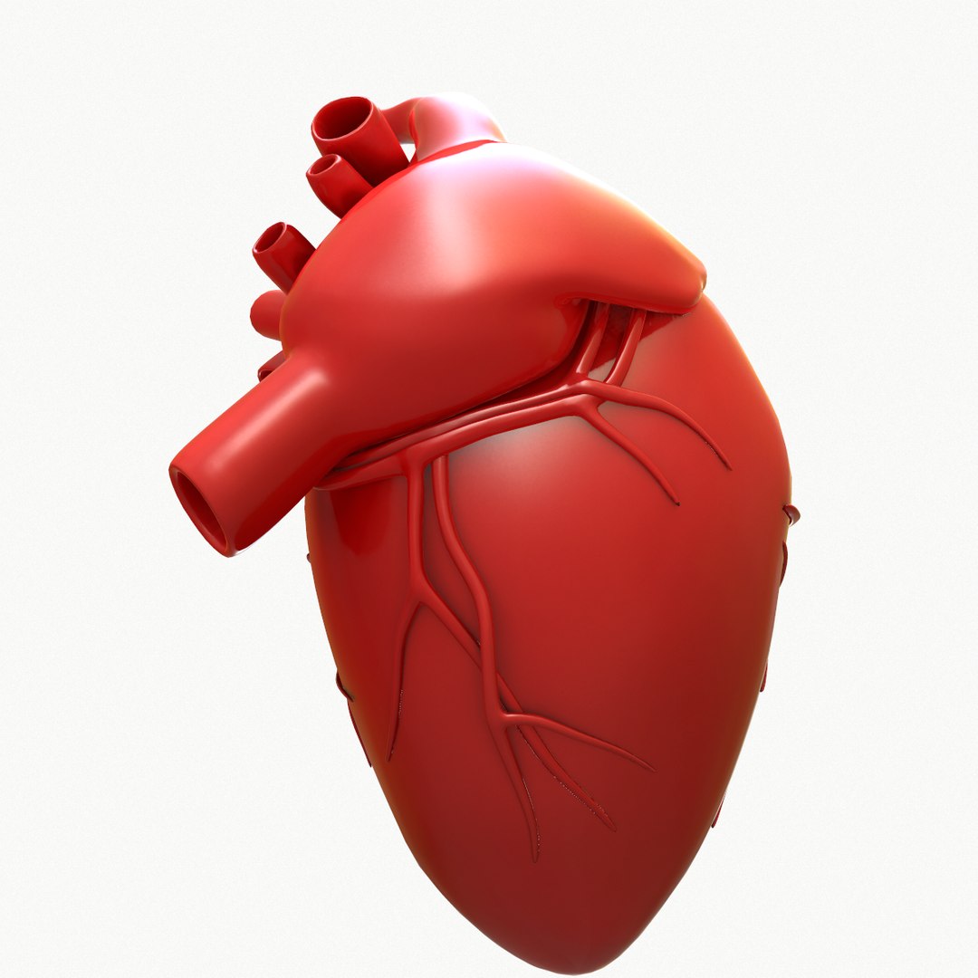 Modeled human heart 3D - TurboSquid 1402365