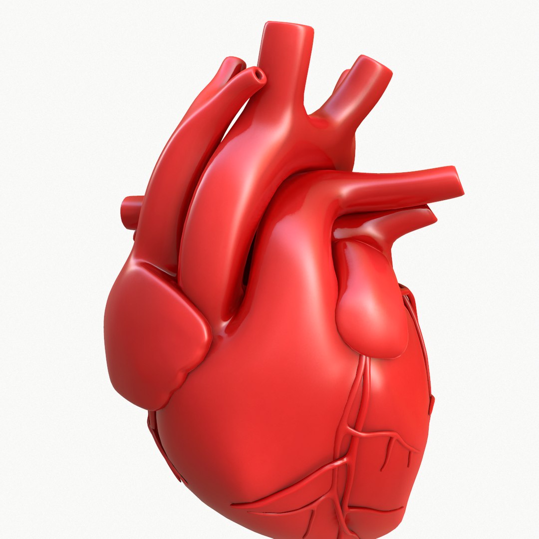 Modeled Human Heart 3D - TurboSquid 1402365