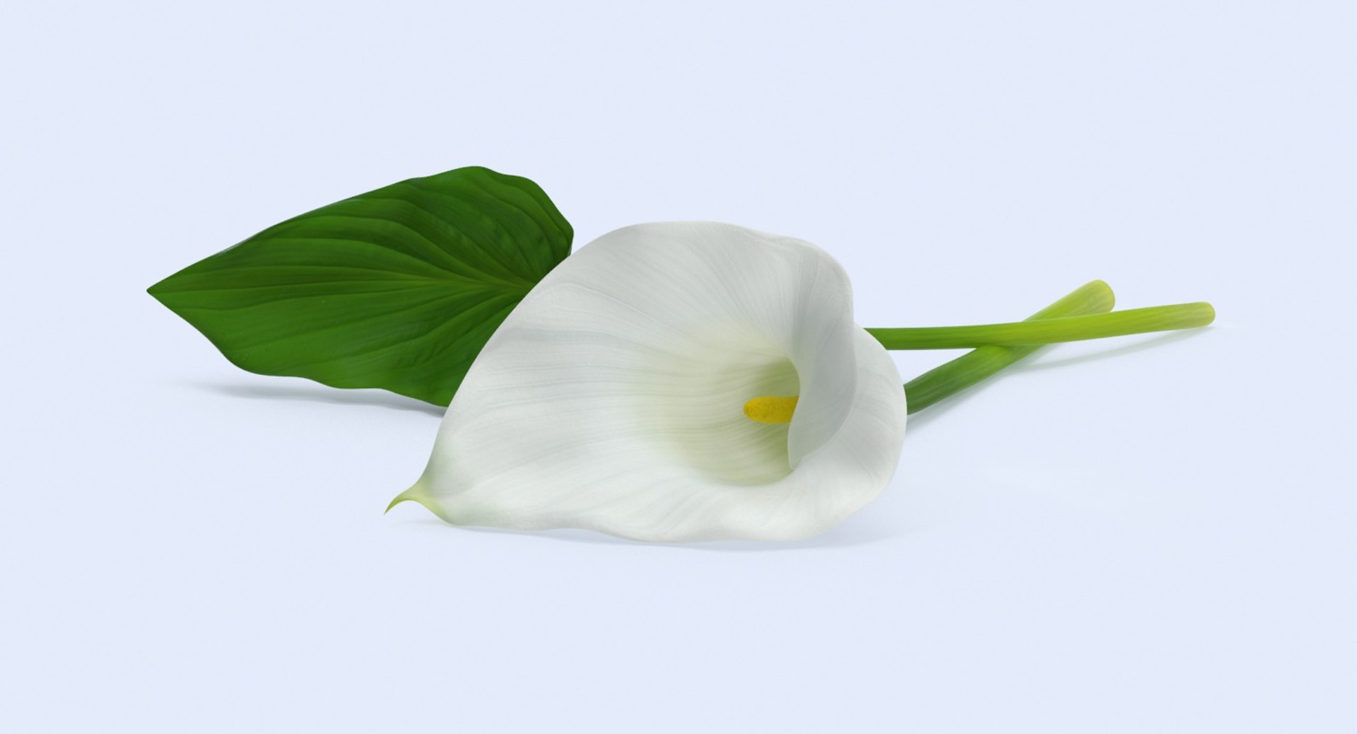 3d Model Calla-lily---single-laying