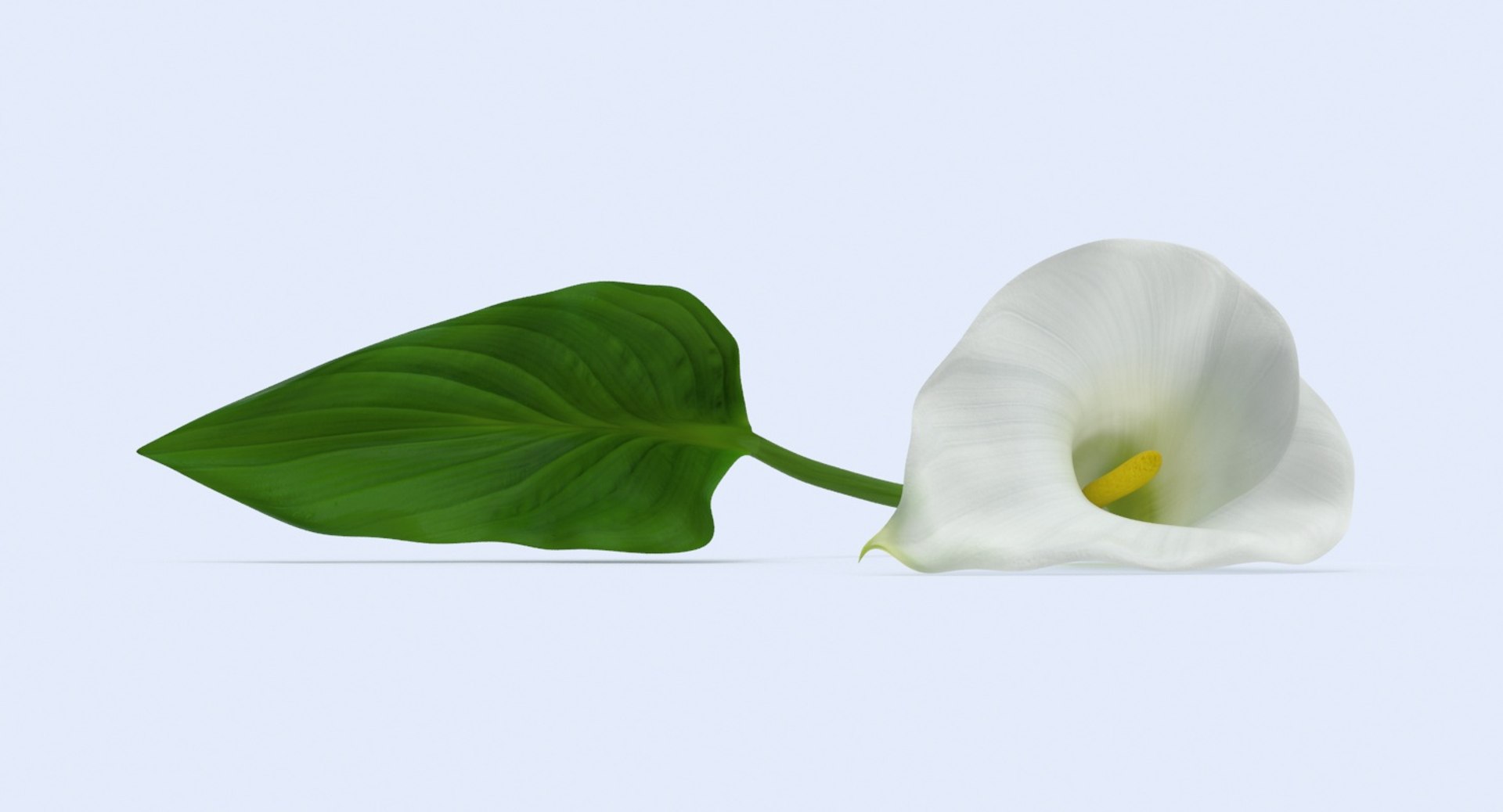 3d Model Calla-lily---single-laying