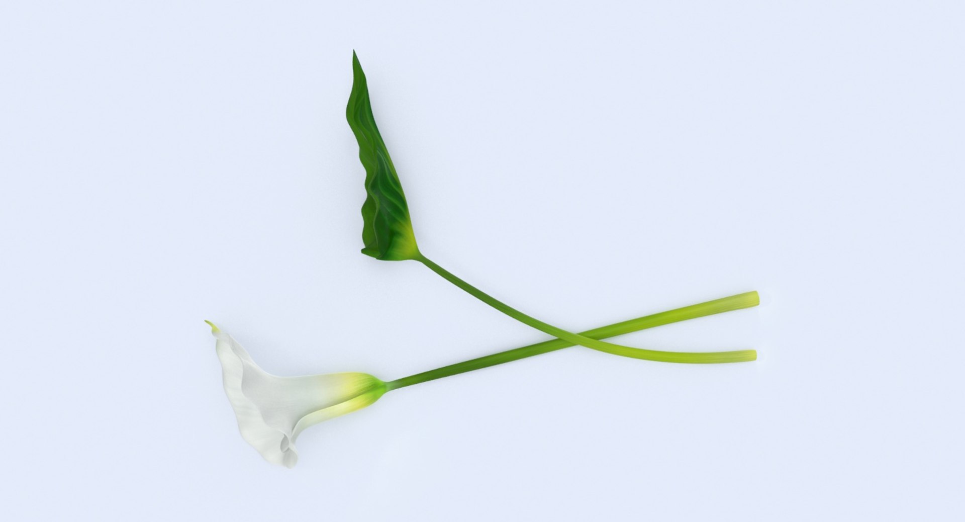 3d Model Calla-lily---single-laying