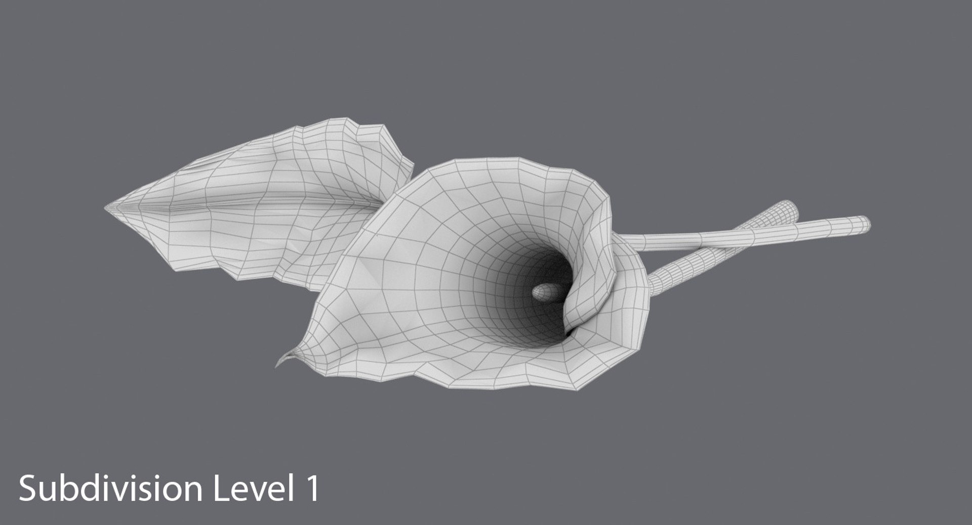 3d Model Calla-lily---single-laying