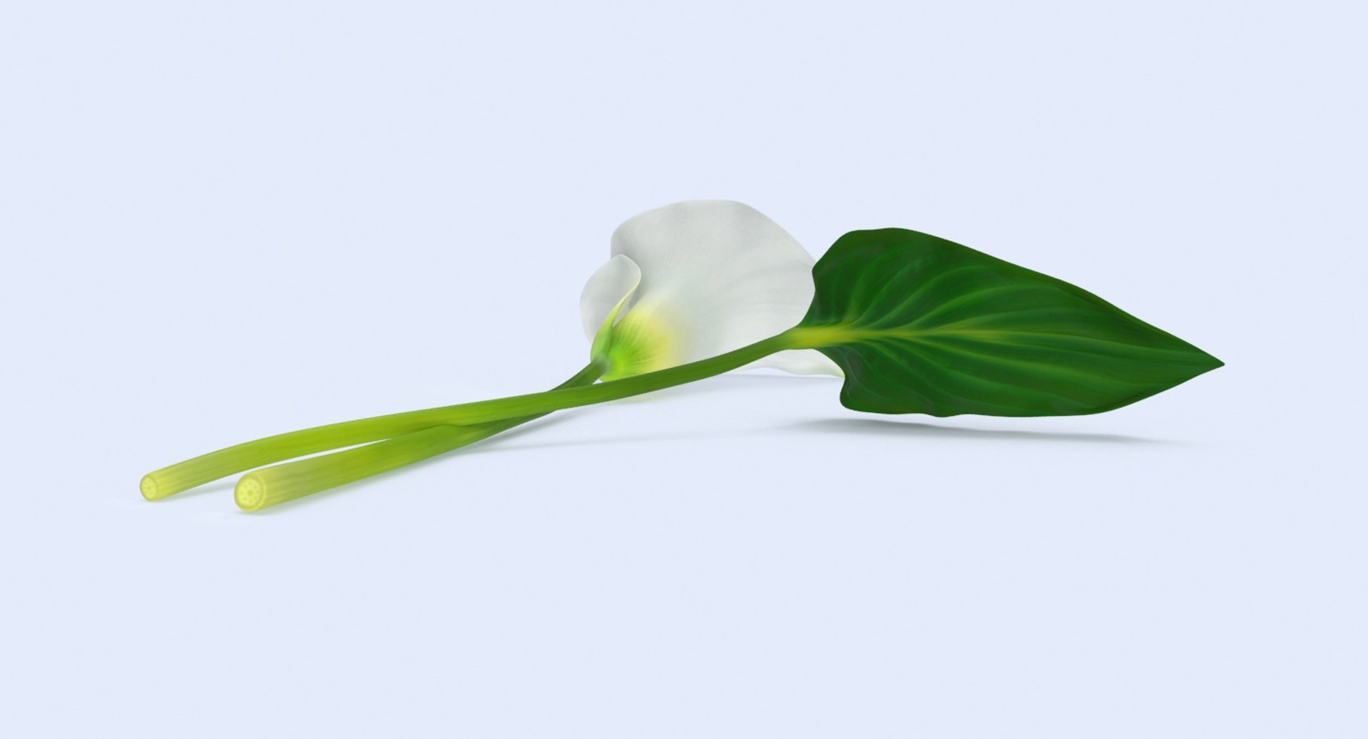 3d Model Calla-lily---single-laying