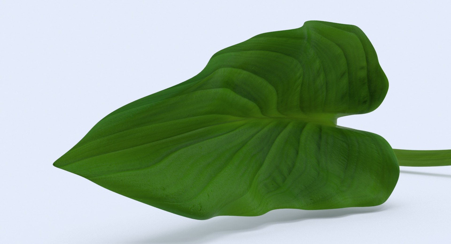 3d Model Calla-lily---single-laying