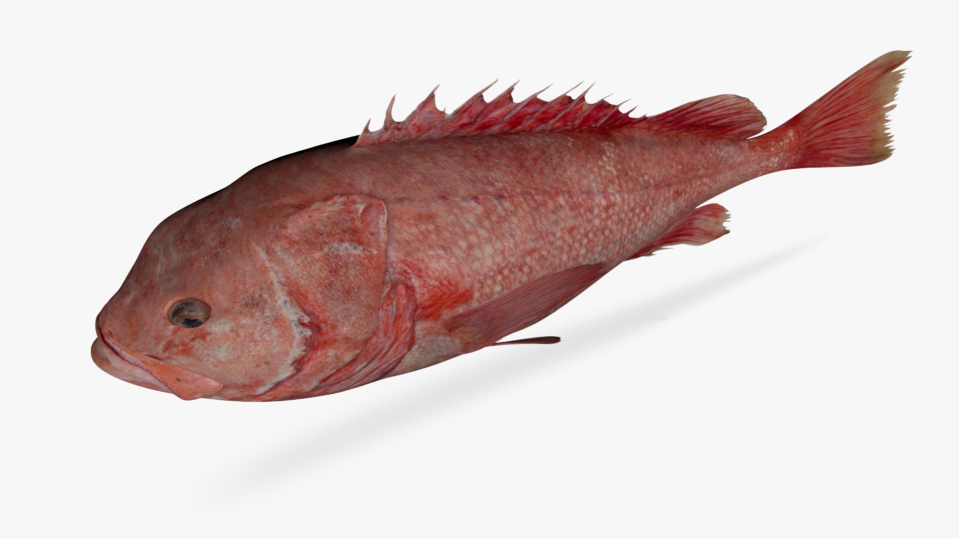 Shortraker Rockfish 3D Model - TurboSquid 1691203