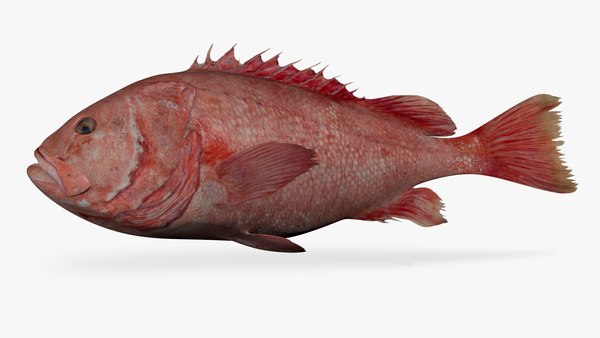 Shortraker rockfish 3D model - TurboSquid 1691203