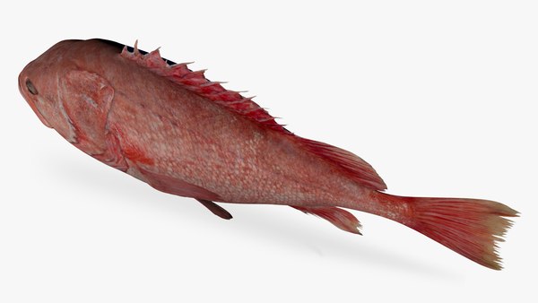 Shortraker rockfish 3D model - TurboSquid 1691203