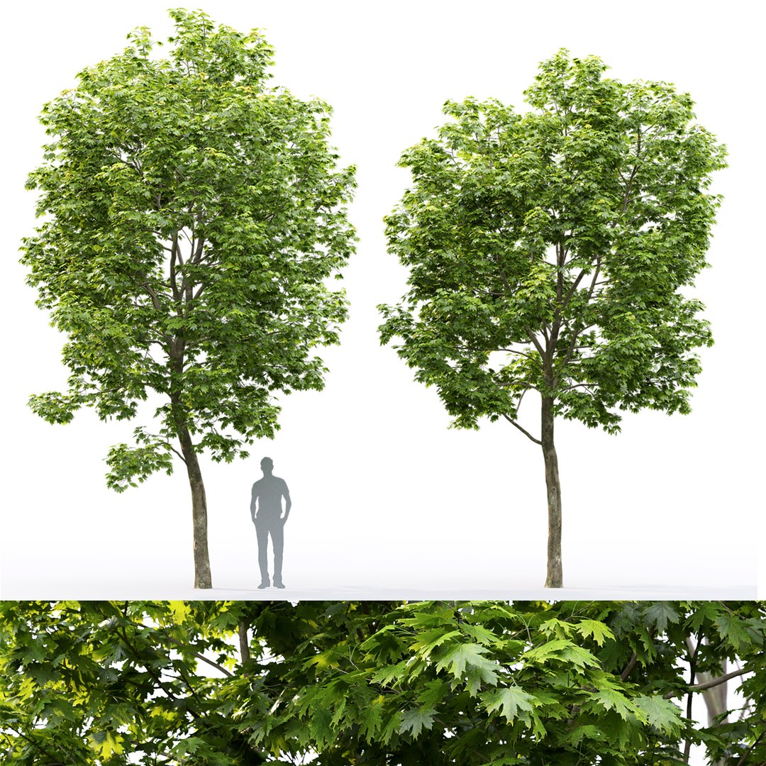 3D Maple Trees - TurboSquid 1692718